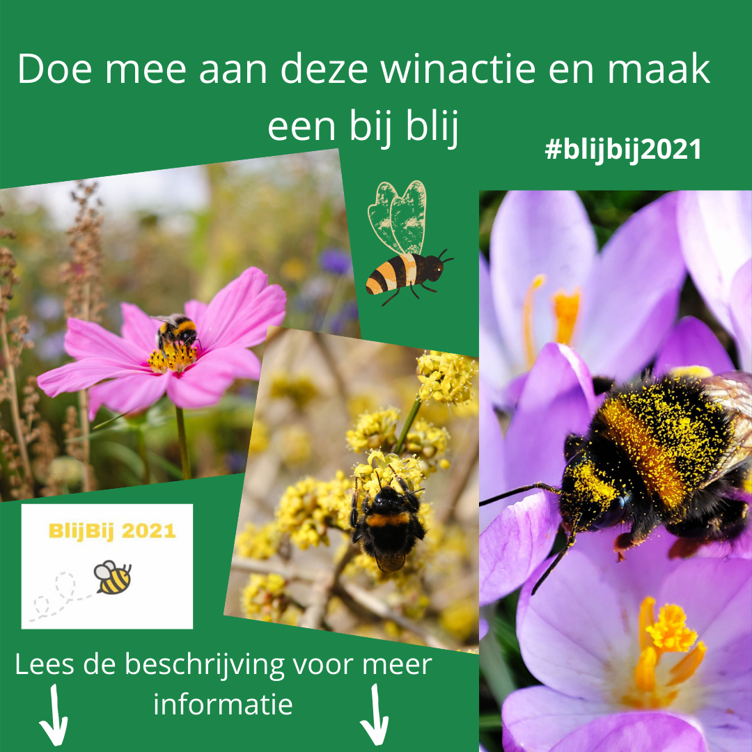 Stad & Natuur | Maak een bij blij!